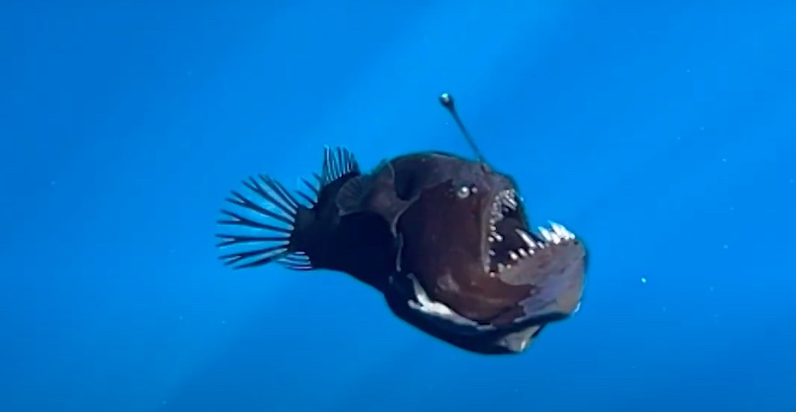 Captan al legendario pez diablo negro por primera vez en la historia