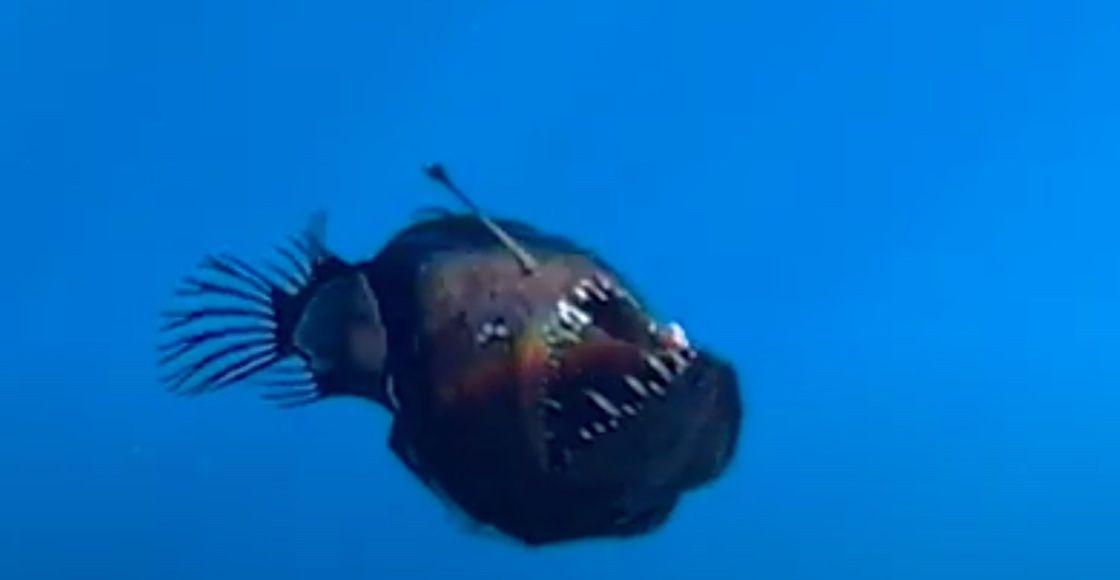 Captan al legendario pez diablo negro por primera vez en la historia