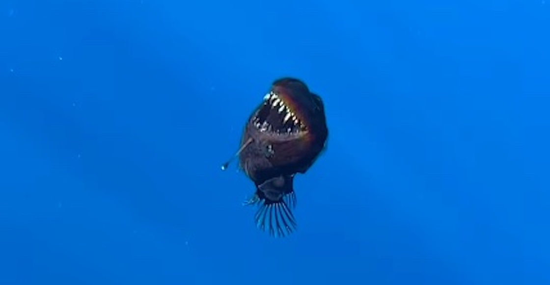 Captan al legendario pez diablo negro por primera vez en la historia