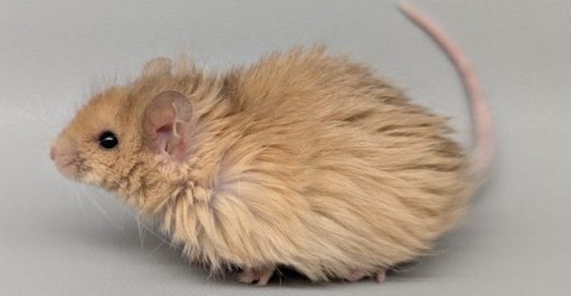 Científicos crean ratones con pelaje de mamut