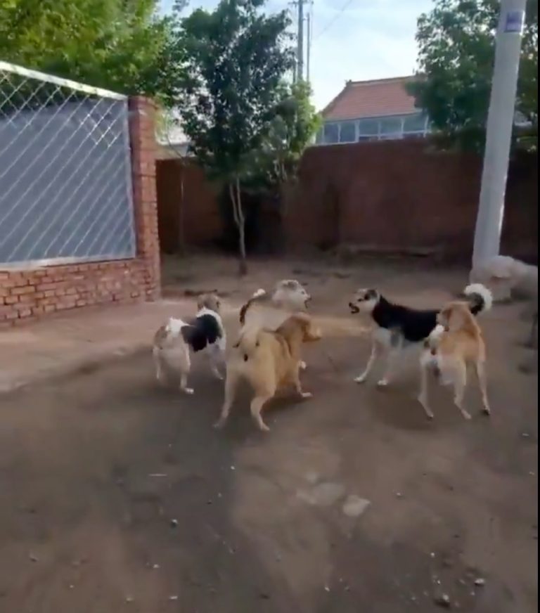 La historia detrás del meme: ¿Quién es el 'Perro con Aura' que se ha ...
