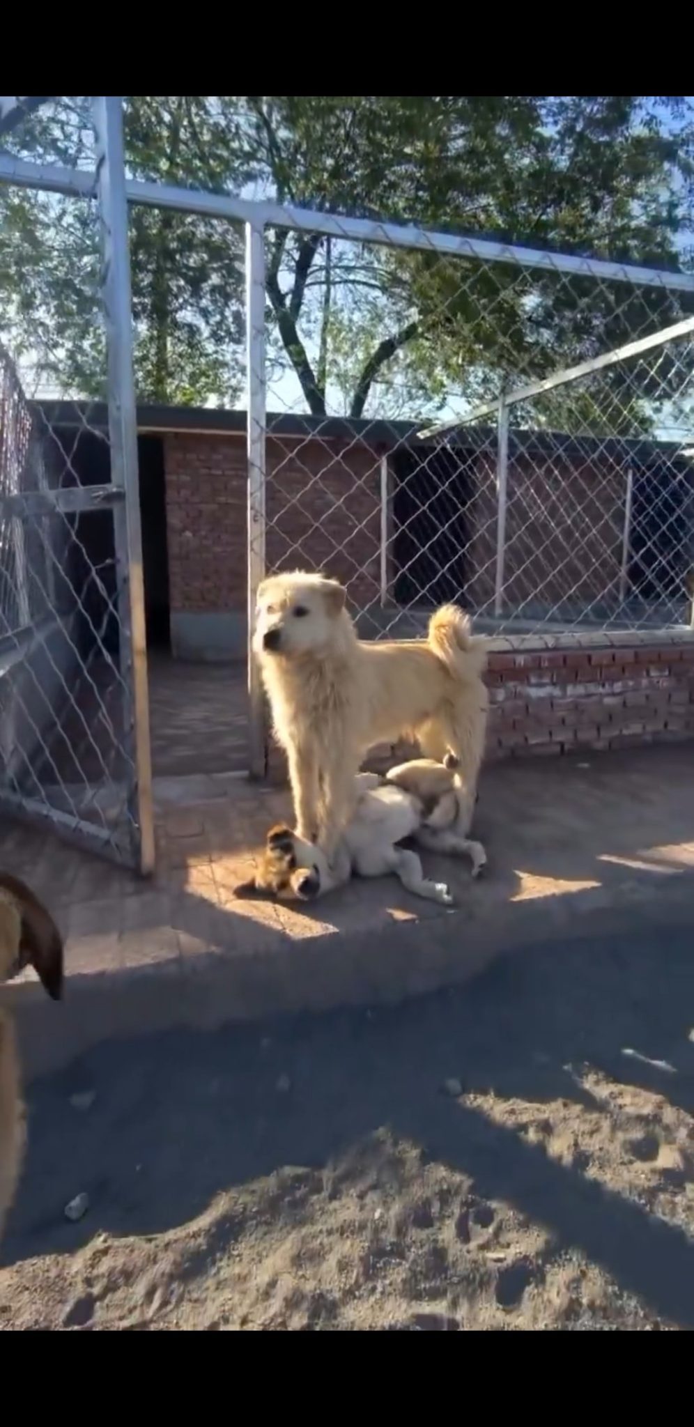 La historia detrás del meme: ¿Quién es el 'Perro con Aura' que se ha ...
