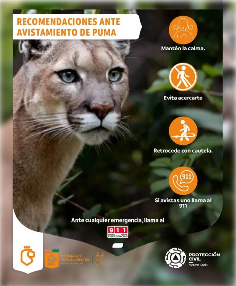 Captan a puma cazando a un gato en zona residencial de Monterrey