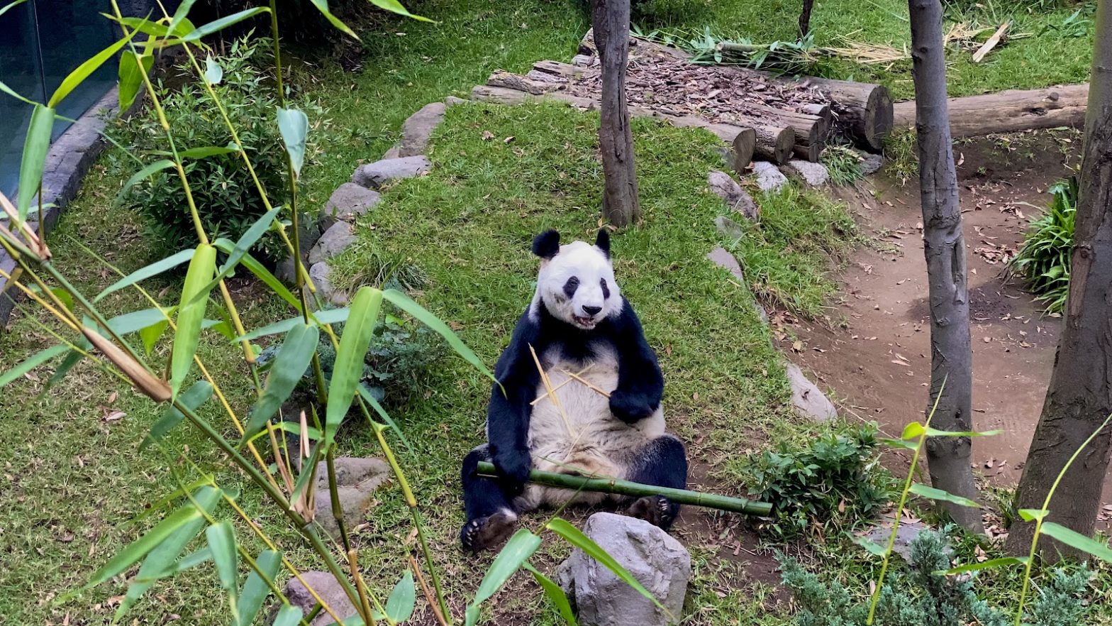 ¡Órale! La panda mexicana Xin Xin celebra 35 años en Chapultepec