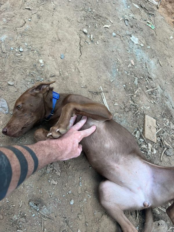 Buttons: La perrita de Liam Gallagher que 'sigue' a Oasis en su gira