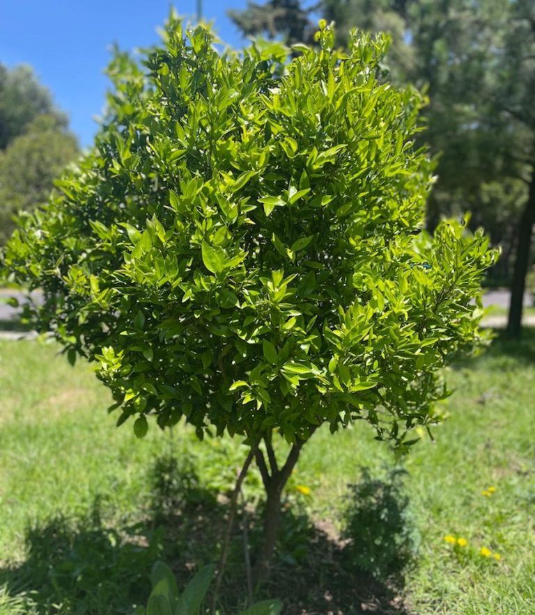 Cómo y dónde plantar un árbol: 8 tips para plantar un árbol y que ...