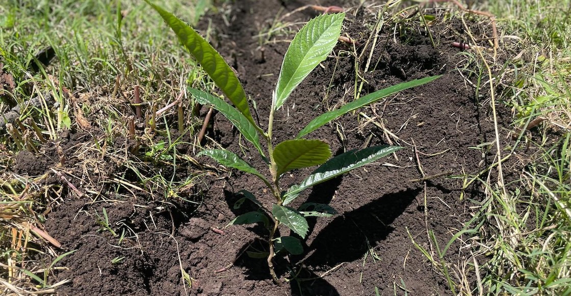 Cómo y dónde plantar un árbol: 8 tips para plantar un árbol y que ...