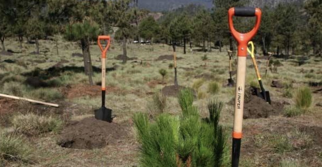 Cómo y dónde plantar un árbol: 8 tips para plantar un árbol y que ...