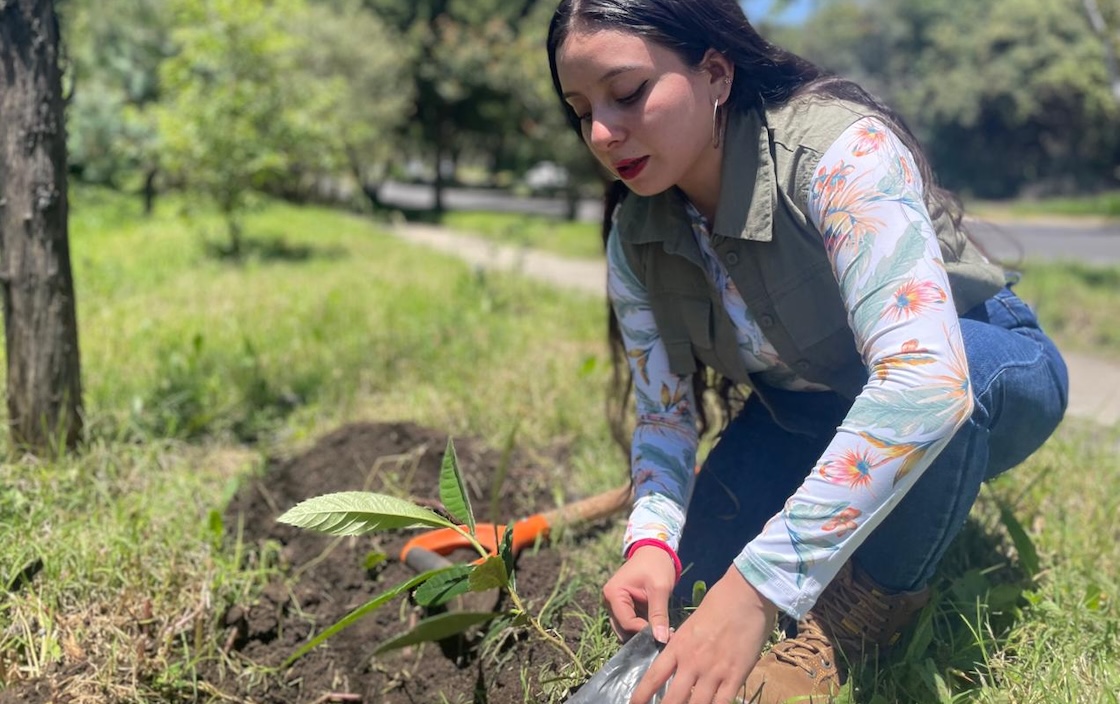 Cómo y dónde plantar un árbol: 8 tips para plantar un árbol y que ...