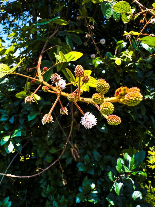 Cómo y dónde plantar un árbol: 8 tips para plantar un árbol y que ...