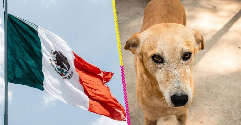 Caramelo, hermano, ya eres mexicano; 'Perro amarillo' es reconocido ...